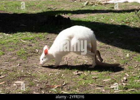 The albino wallaby has a white body with pink ears, nose, eyes and ...