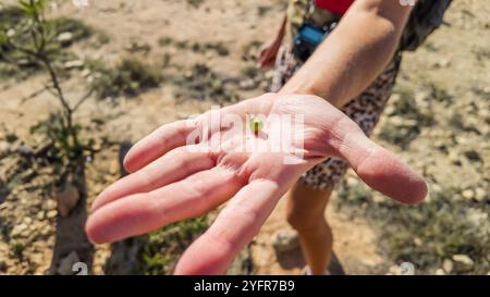 Close-up of flower and fruit of the Frankincense Tree. Wadi Dawkah ...