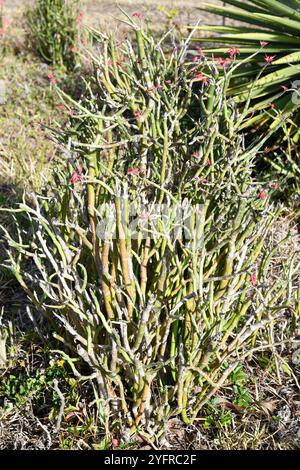 Slipper plant o gallito (Euphorbia lomelii or Pedilanthus macrocarpus ...