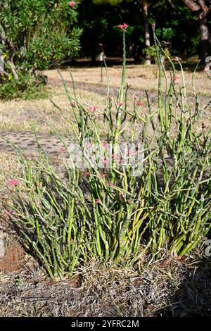 Slipper plant o gallito (Euphorbia lomelii or Pedilanthus macrocarpus ...