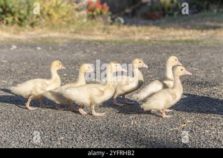 Duck chicks family walking together on farm. Aubrac, France Stock Photo ...