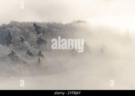 Sea of fog above the forest seen from the Haut Koenigsbourg castle ...