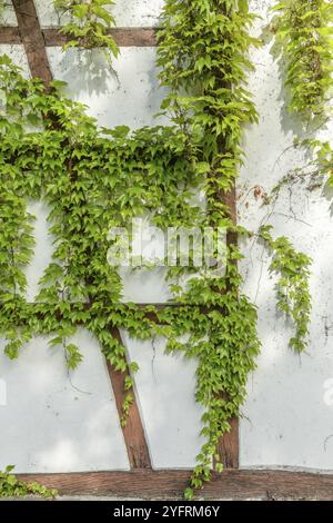 Ornamental Virginia Creeper on a half-timbered house. Alsace, France ...