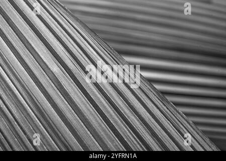 Palm-Grass ( Curculigo capitulata ) - Kampala Uganda Stock Photo - Alamy