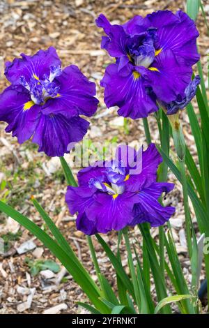 Iris ensata "Artesian Spring" Blue Iris flower Stock Photo - Alamy