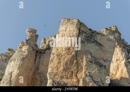 Griffon vultures in flight above the ledge of the Jonte Gorges. Lozere ...