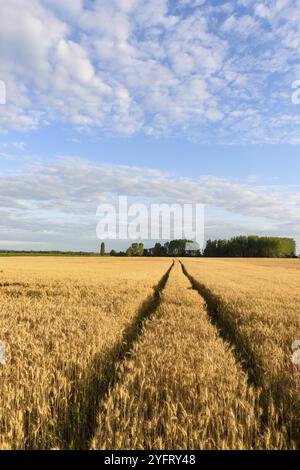 Cornfields in the French countryside Stock Photo - Alamy
