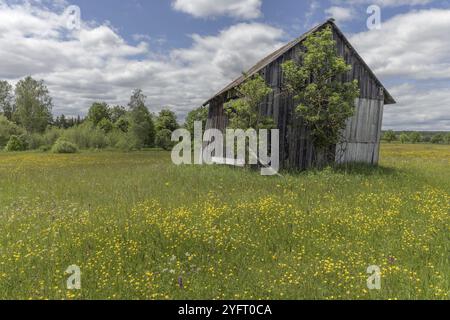 Hut in the nature reserve of Rotenbach meadows in High Black Forest ...