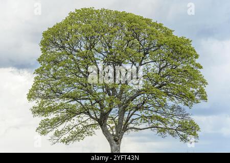 Silhouettes of trees in spring in the mountain.. lime tree, maple tree ...