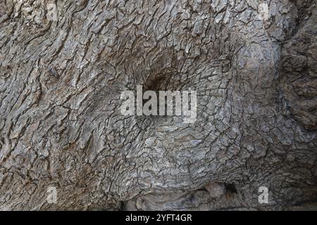 Millennial olive tree from Roquebrune-Cap-Martin. France Stock Photo ...