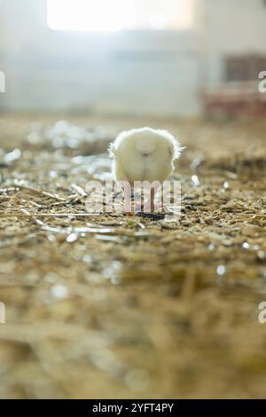 chickens with yellow fluff in the large hall of the poultry farm ...