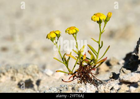 Yellow Senecio flowers at Hamelin Bay in south-west Western Australia ...