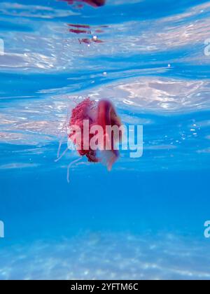 Purple crown jellyfish (Netrostoma setouchina) in the mangrove shallows ...
