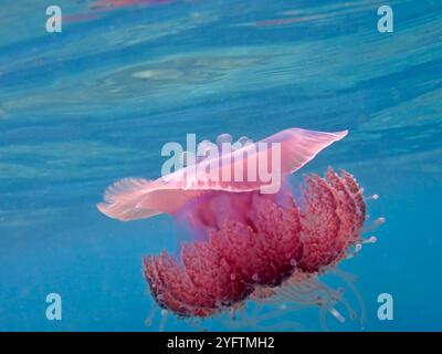 The crowned jellyfish, Cephea cephea, is also known as the cauliflower ...