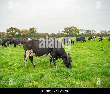 Fresian Dairy cows grazing in a field on the north downs at Upper ...