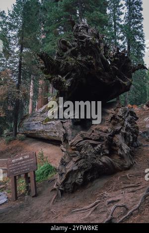 A Giant Sequoia tree in Michigan public public park low angle close up ...