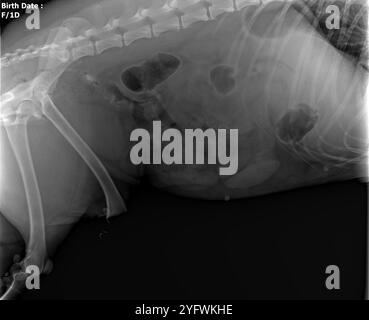 Dog X-ray abdomen Stock Photo - Alamy