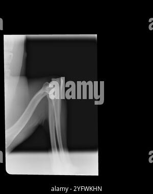Dog X-ray elbow displasia Stock Photo - Alamy