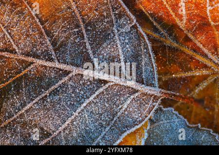 Intricate Autumn colors and patterns on a canyon floor Stock Photo - Alamy