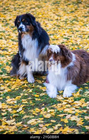 Two Australian Shepherds pose for photos amidst the yellow leaves of ...
