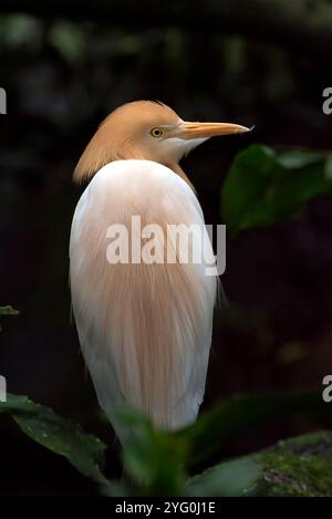 small fly from behind in spring on a leaf Stock Photo - Alamy