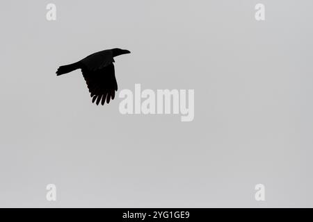 Silhoette of a large-billed crow (Corvus macrorhynchos japonensis ...