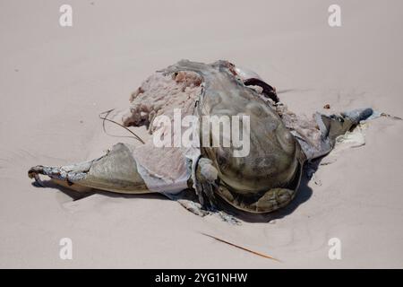 Stingray carcass with apparent bite marks from a shark, missing fin ...