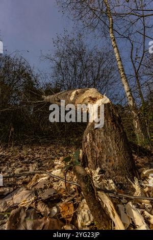 Harmful activity of beavers, cutting down trees, tree branches bitten ...