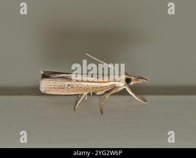 Carpet-grass Webworm Moth (Fissicrambus haytiellus Stock Photo - Alamy