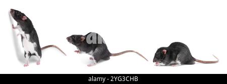 Fluffy rat isolated on white, collage. Rodent Stock Photo - Alamy