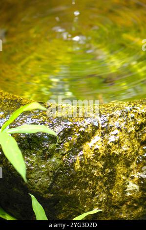 Water in the hand-watering bowl Stock Photo - Alamy