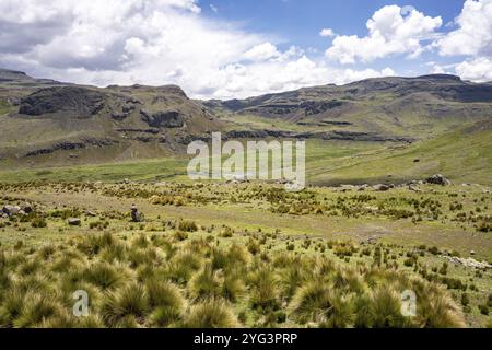 Peruvian highland vegetation, Crossing the Andes from Cuscu towards ...