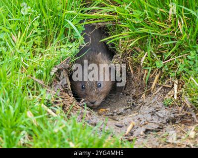 Watrer Vole Feeding From a Burrow Stock Photo - Alamy