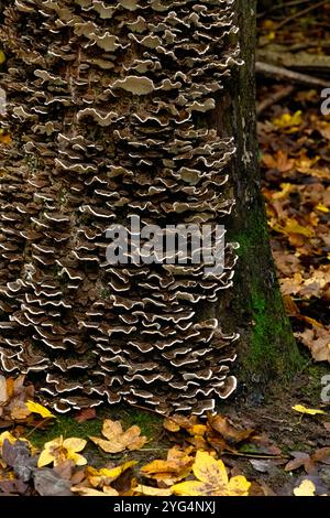 Dense cluster of brown mushrooms growing among green grass near stone ...