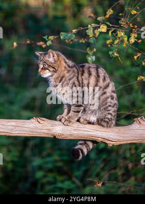 Scottish Wildcat Sitting on a Branch Stock Photo - Alamy