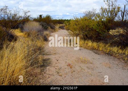 Arizona arroyo dry stream bed that provides a temporary drainage ...