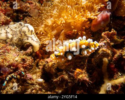Bright yellow and white Ocellated Phyllidia nudibranch, Phyllidia ...