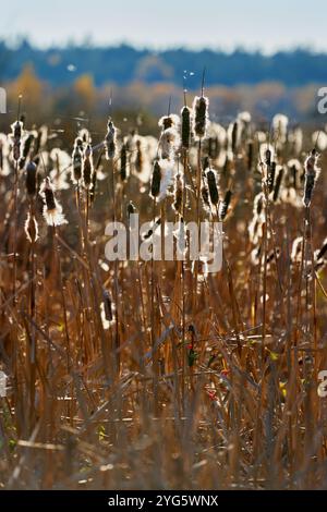 Cattail Plants Seeding. Cattails exploding and spreading seeds in the ...