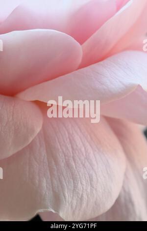 A delicate, light pink David Austin Queen of Sweden rose in full bloom ...