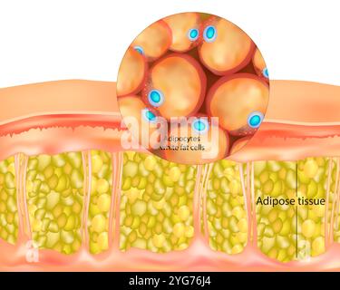 Adipose tissue. Adipocytes white fat cells.Lipocytes and fat cells ...