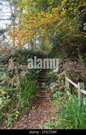 Wooden decking path and steps through woodland Stock Photo - Alamy
