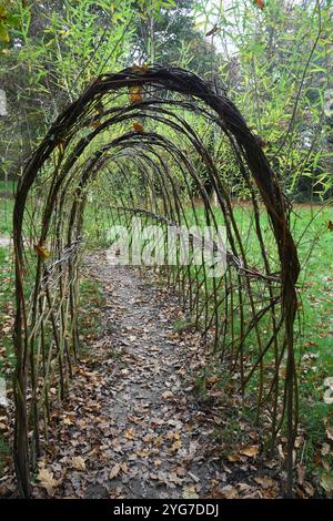 Living willow arch Stock Photo - Alamy