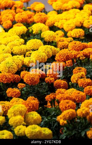 Bright orange cempasúchil flowers are used in Mexico's Day of the Dead ...
