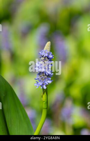 Close up of flowers on a pickerel weed (pontederia cordata) plant Stock ...