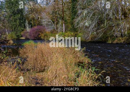 East Fork Satsop River flowing through Schafer State Park, Washington ...