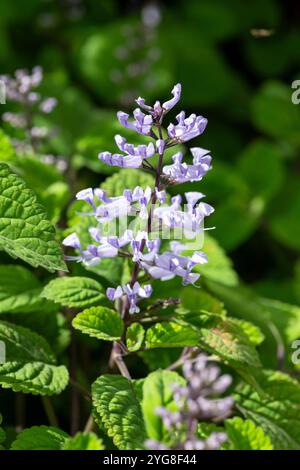 Close up of a Zulu spurflower (plectranthus zuluensis) in bloom Stock ...