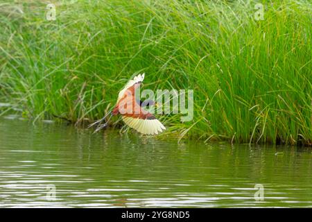 Jacana flying toward Black River edge vegetation displaying bright wing ...