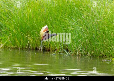Jacana flying toward Black River edge vegetation displaying bright wing ...