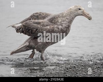 Southern giant petrel on Barrientos Island, part of South Shetland ...