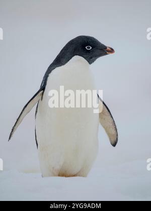 Adelie penguin, colored snow due to growth of ice algae. Antarctica ...